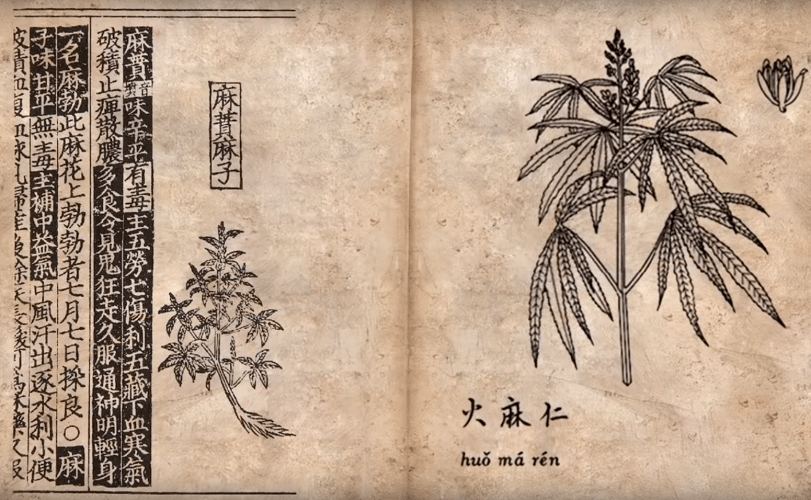The Origin of Weed - 🌱 Max's Harvest