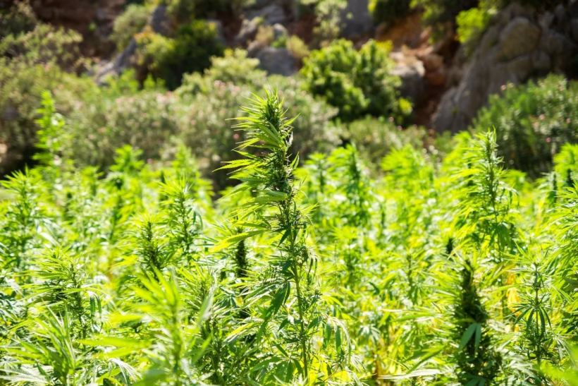 Adrian Zelski Reflects On 2020's Virtual Global Hemp Day - 🌱 Max's Harvest