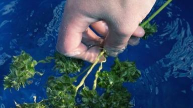 Bud Washing: How To Clean Your Buds | 🌱 Max's Harvest