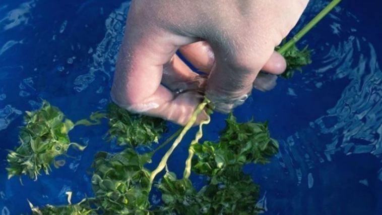 Bud Washing: How To Clean Your Buds - 🌱 Max's Harvest