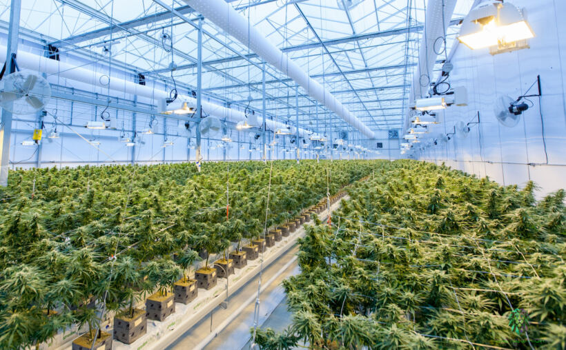 How Artificial Intelligence Will Revolutionize Cannabis Cultivation - 🌱 ...