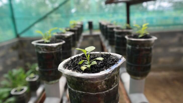 Bud Washing: How To Clean Your Buds - 🌱 Max's Harvest