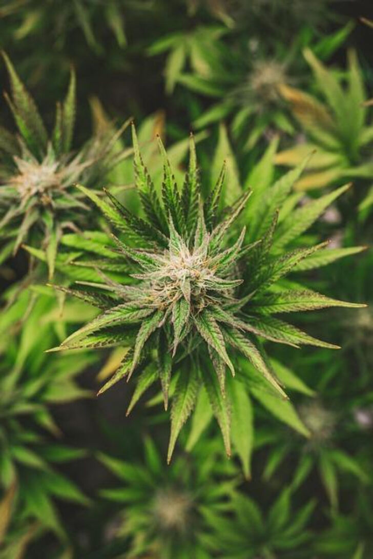 Cannabis: The Key to Female Empowerment - 🌱 Max's Harvest