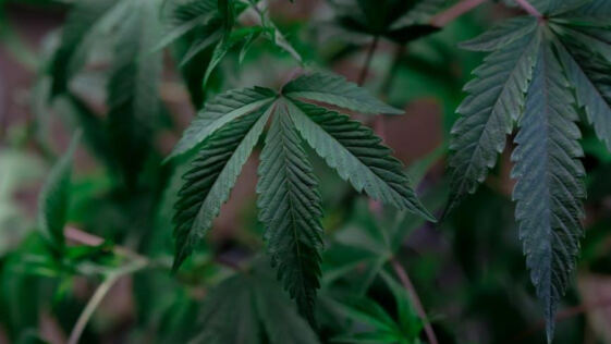 Top Tips for Growing OG Kush Strain - 🌱 Max's Harvest