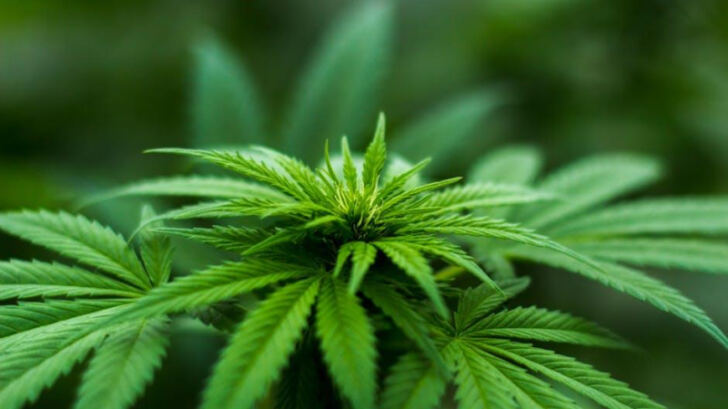 🌱 Max's Harvest - Your Guide to All Things Cannabis