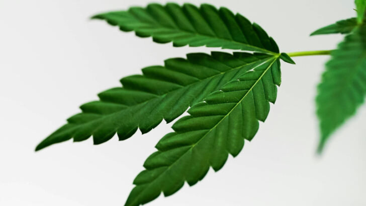 Rare and Exotic Cannabis Strains - 🌱 Max's Harvest