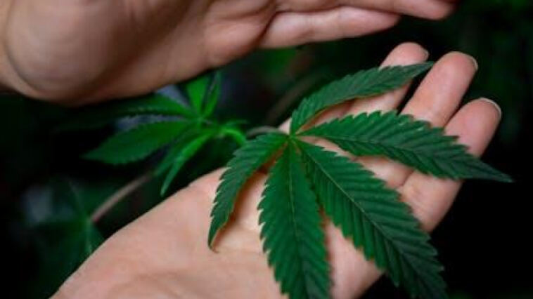 Bud Washing: How To Clean Your Buds - 🌱 Max's Harvest